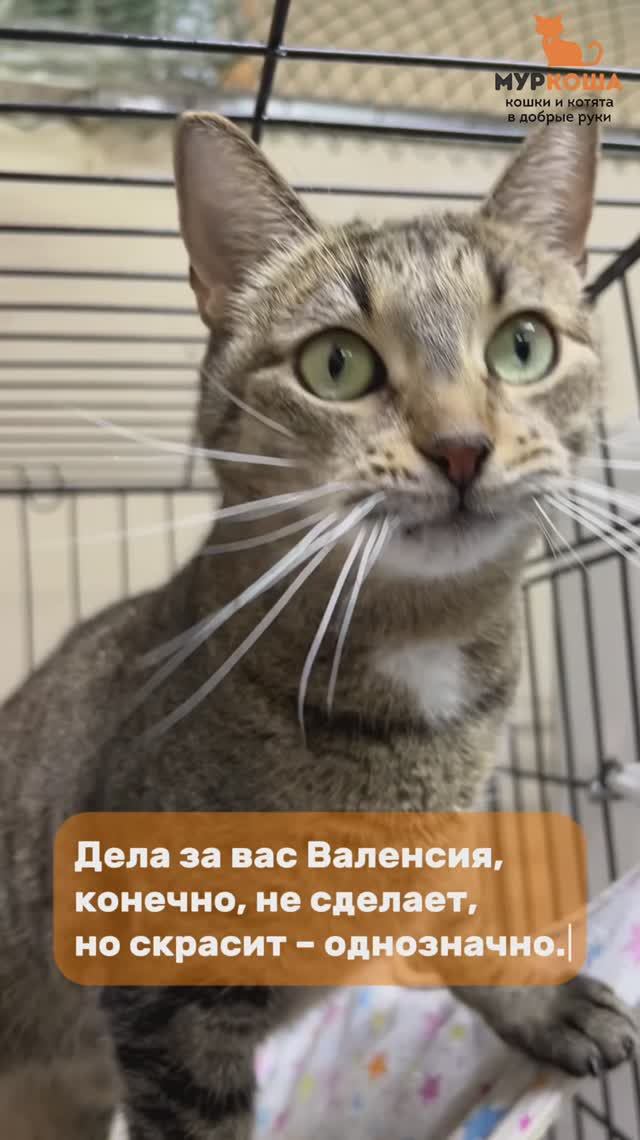 Валенсия (уже дома)