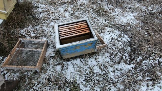 Пчёлы прожили на морозе 11 дней