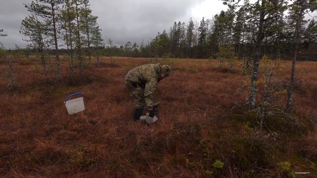 Собираем клюкву. Гусь летит. #перелёт #гуси #клюква