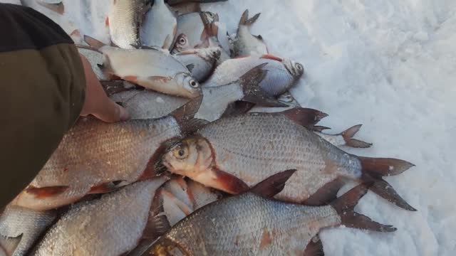 ЛОВЛЯ ГУСТЕРЫ НА ТЕЧЕНИИ. ЭТА ЯМА ОПЯТЬ РАЗДАЕТ РЫБУ. ТОЛСТАЯ ЛЕСКА ЗВЕНИТ ОТ ТАКИХ РЫБ