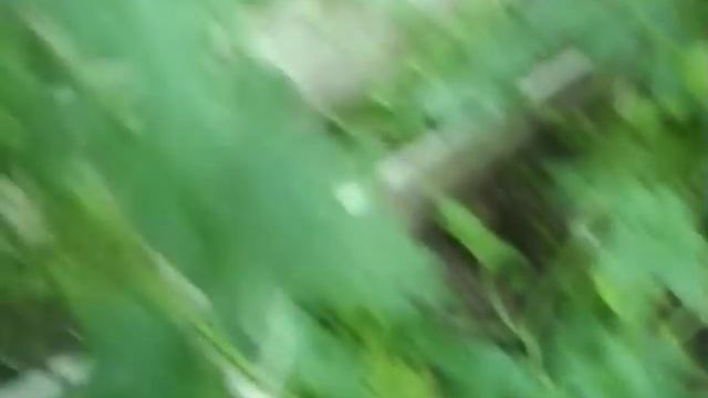 Ангурия. Сирийский огурец. Агротехника выращивания.