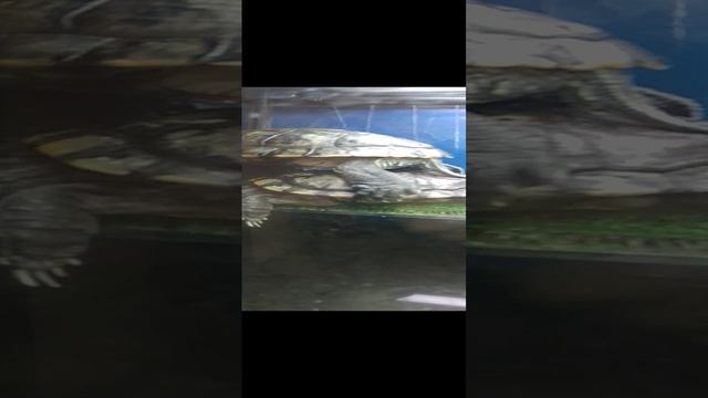 черепахи....