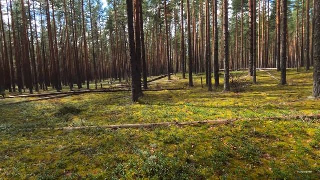 Собираем грибы в сказочном лесу. #сосновыйлес #ягель #тихаяохота
