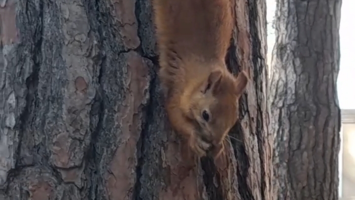 Ручная Белка