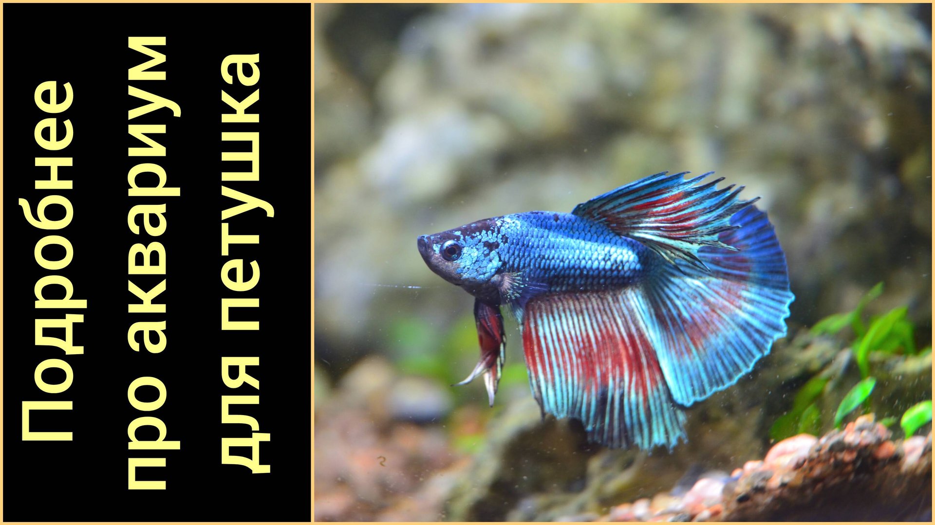 Подробности про 12л аквариум-шар для петушка