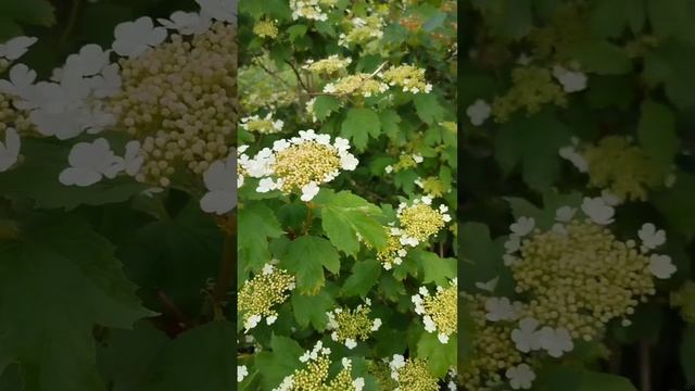 Цветение Калины