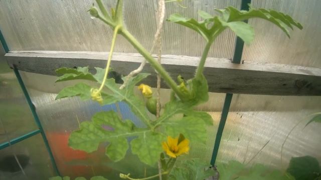 Арбузы на Севере 1 го июля