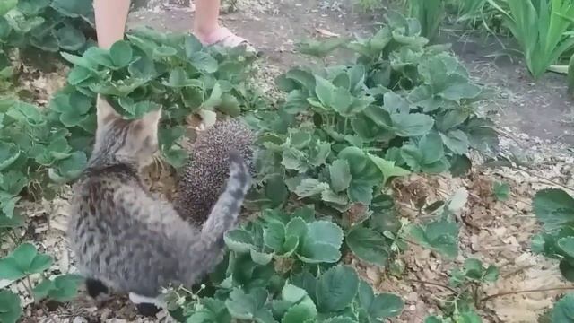 Cats and hedgehogs. Кот впервые увидел ежа.