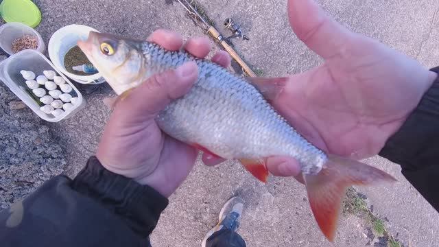 КРУПНАЯ ПЛОТВА ОКОЛО ДОМА,  НЕ ДАЕТ ПОСТАВИТЬ ФИДЕР. СОСЕД ПРИШЕЛ СПРОСИТЬ