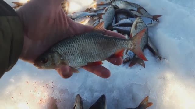 ЛОВЛЯ НА БЕЗМОТЫЛКУ. КОРЯГИ ЗАБИТЫ ПЛОТВОЙ, ОКУНЕМ. БЫЛИ В ШОКЕ КОГДА УВИДЕЛИ