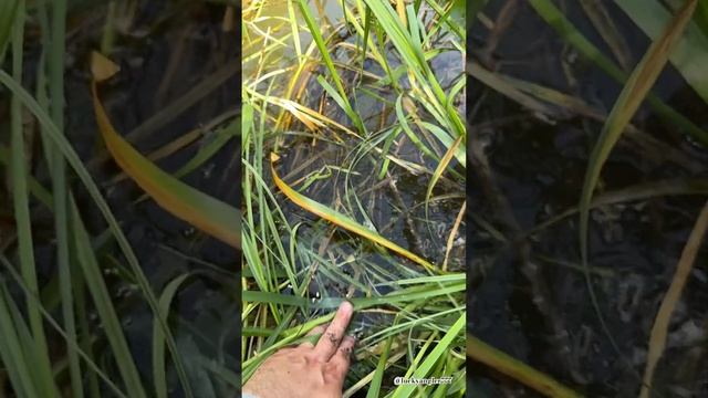 В поисках пятен #форель #ручьеваяфорель #впоискахпятен