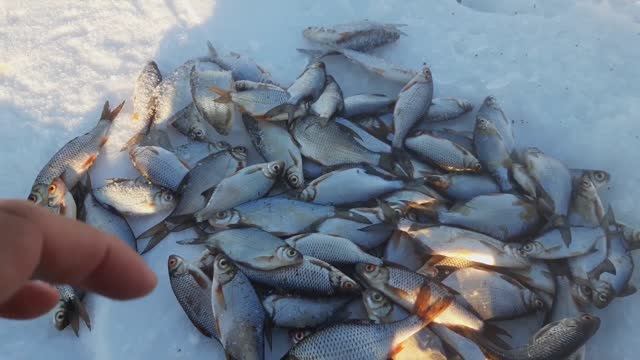 ЛОВЛЯ ГУСТЕРЫ ПО ПОСЛЕДНЕМУ ЛЬДУ. КИВОК НАГРЕЛСЯ ОТ КЛЕВА, ЛЕСКА ТРЕЩИТ ОТ РЫБИН