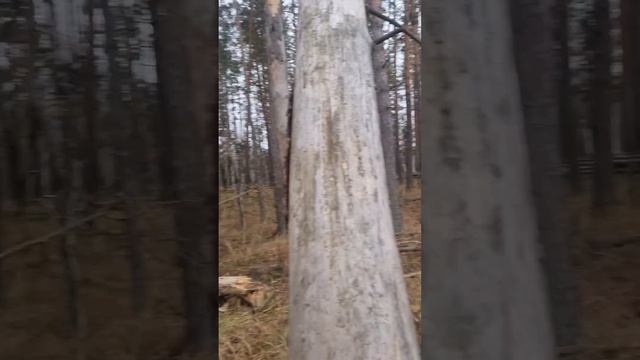 Трейлл звериный