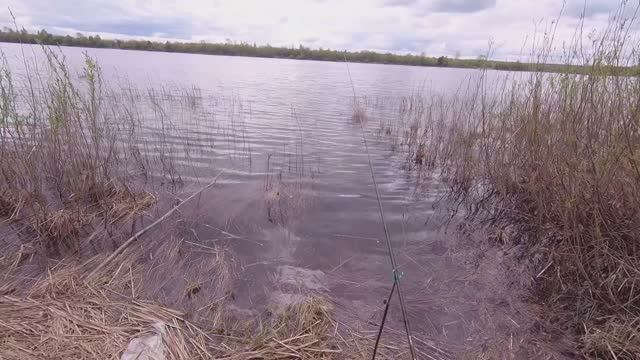 ЛОВЛЯ ЧЕХОНИ НА ФИДЕР. ВСПЛЕСКИ ЗА КАМЫШОМ. ЕЛЕ НАШЛИ МЕСТО