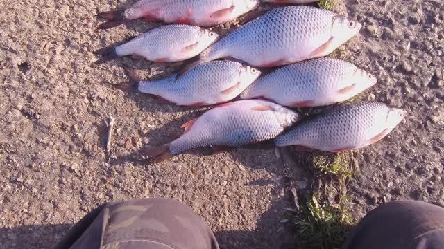 КРУПНАЯ ПЛОТВА ОКОЛО ДОМА. ПРИШЕЛ ПРОВЕРИТЬ ПОДВОДНУЮ КОЧКУ. НЕ ДАЕТ УПАСТЬ КОРМУШКЕ