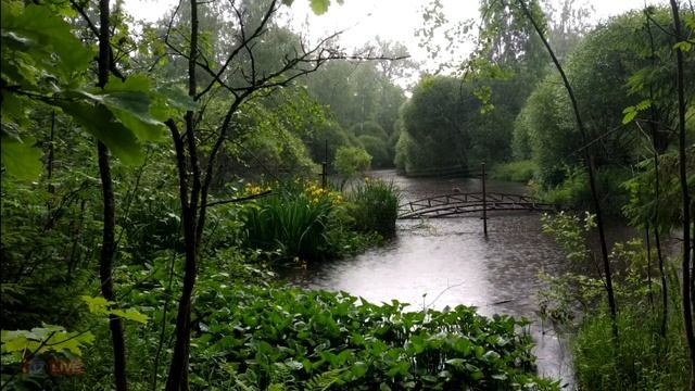 ДОЖДЬ В ЛЕСУ 8 часов ДЛЯ СНА, МЕДИТАЦИИ, ЙОГИ ИЛИ ФОН ДЛЯ УЧЁБЫ