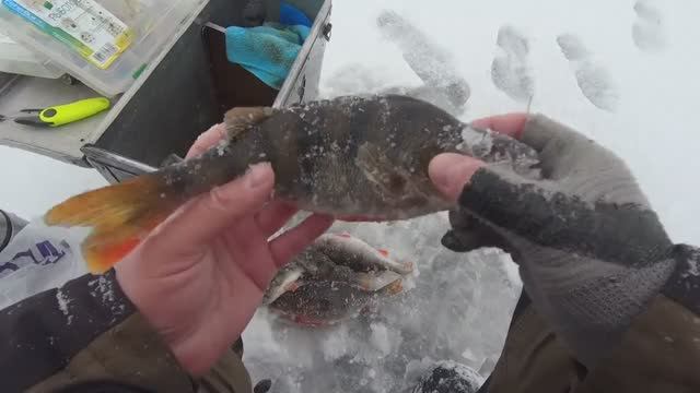 ЛОВЛЯ КРУПНОГО ОКУНЯ НА БАЛАНСИР. ПОСТАВУШКИ НА СУДАКА. ПОЛНЫЙ ОТРЫВ ПО КЛЕВУ