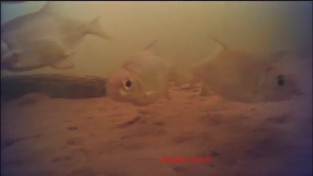 ТОННЫ ПЛОТВЫ, ГУСТЕРЫ В КОРЯЖНИКЕ. ОПУСТИЛИ КАМЕРУ И БЫЛИ В ШОКЕ. ХОТЕЛИ ПРОЙТИ МИМО