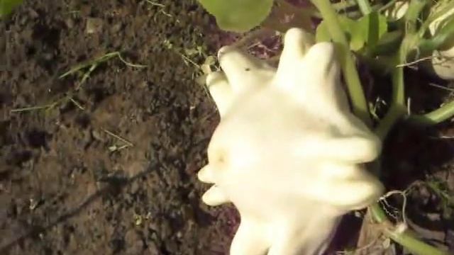 Патиссоны. Звезда Югославии.