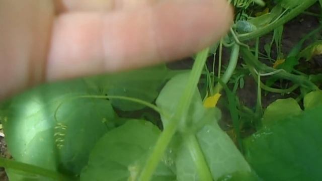 Формы для фигурных огурцов