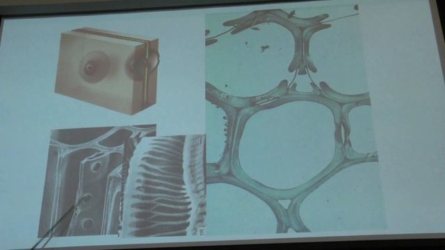 Тимонин А. К. - Высшие растения - 2. Общее устройство растительной клетки