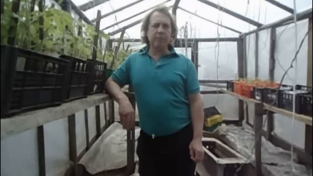 Закаливаем помидоры перед высадкой