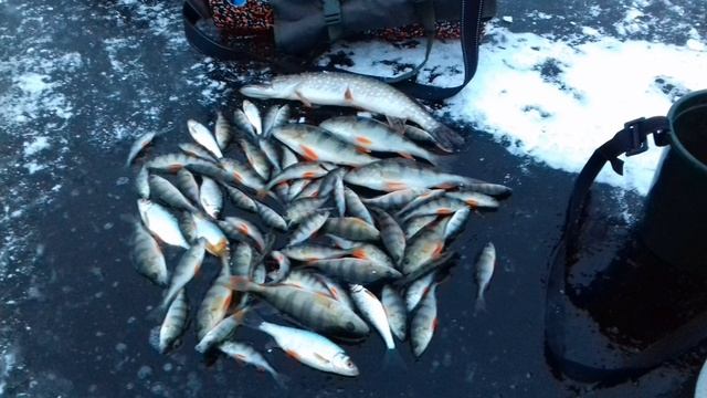 Первый лед 2024-2025🎣
Водохранилище 🎣
Рыбачил на жерлицы, на мормышку и на блесну, также балансиры