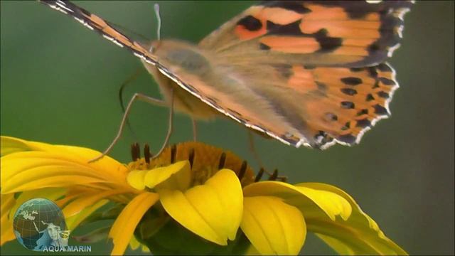 Рихард ВАГНЕР Танец бабочек