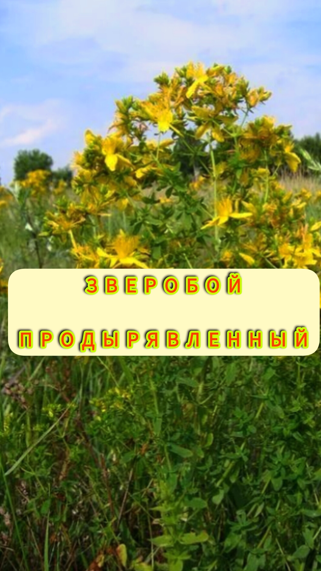 ЛЕЧЕНИЕ ЗВЕРОБОЕМ