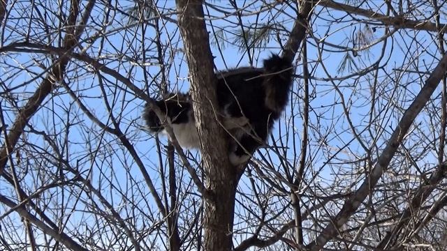 Мое котохозяйство!