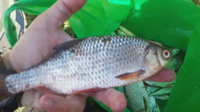 ЛОВЛЯ ПЛОТВЫ НА ПОПЛАВОК В ПРОВОДКУ. КРУПНАЯ ПЛОТВА КЛЮЕТ В ТУМАНЕ