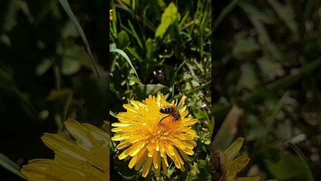 Оса и одуванчик