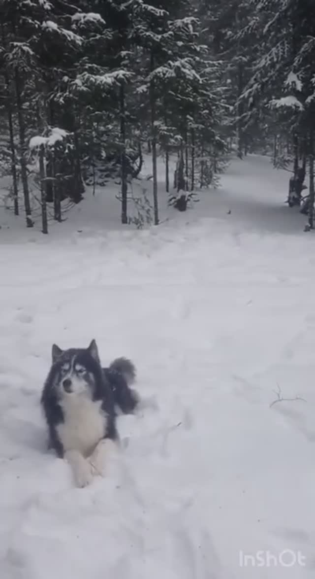 Красоты Алтая ) Лес , собаки , зима что еще нужно для счастья ?