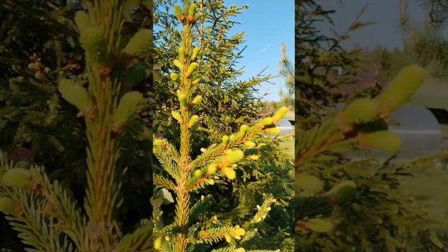 Ёлочки и сосенки на даче