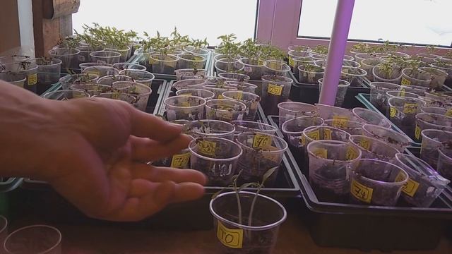 Выращивание рассады помидоров