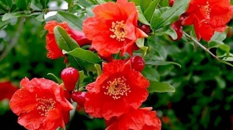 Укрываем на зиму куст граната.