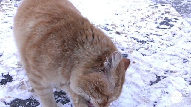 Видеозарисовка города Плёс. Декабрь 2022 г.