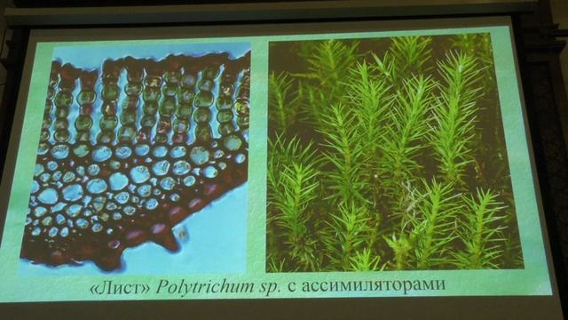 Зернов А. С. - Высшие растения - 6. Строение проводящего пучка. Флоэма