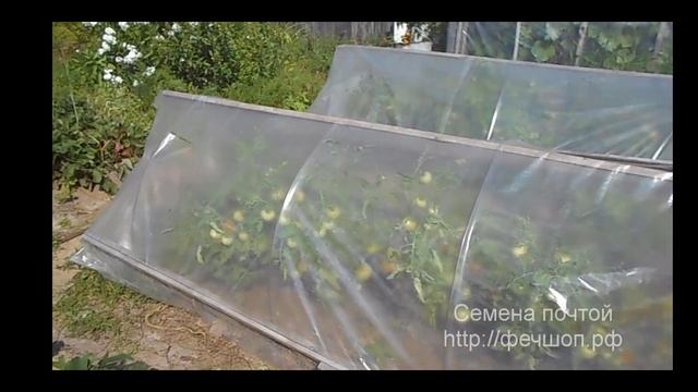 Открытый грунт  Северный Урал  Помидоры