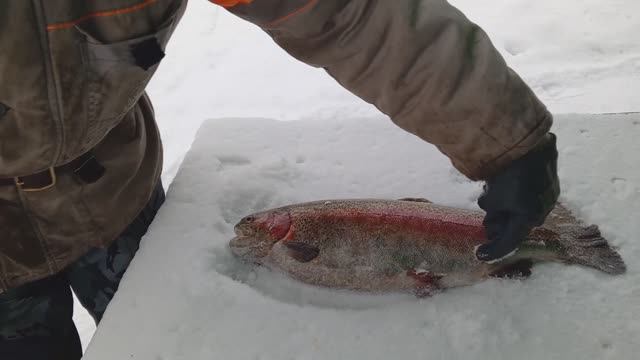 как лучше достать икру форели 2024.12.01