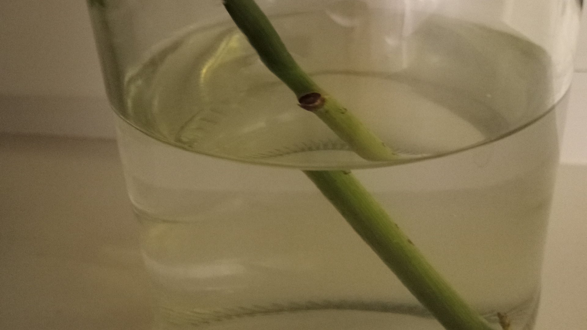 Как укоренить розу даже с одной почкой!!! Бабушкин метод.