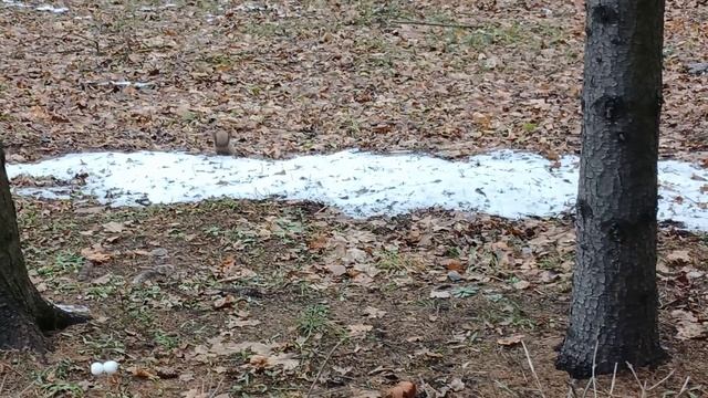 Ручная белочка