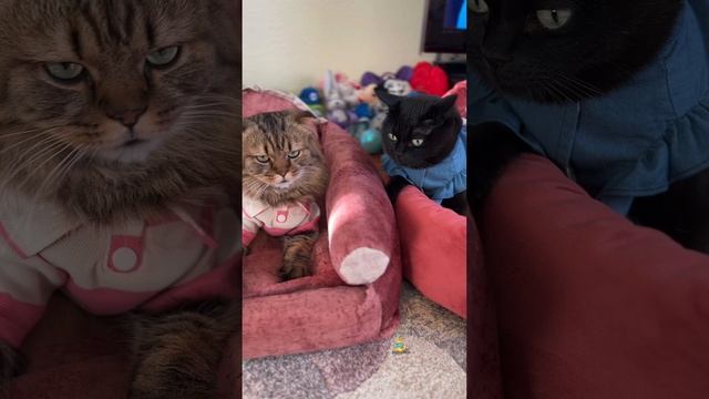 Моя вкусная шоколадка🍫😻 #кошка #котик #милыекотики