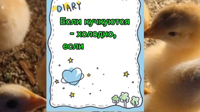 Шпаргалка для себя №2. Содержание цыплят в брудере. 1-ая неделя. #цыплята #куры # кормушка #курятник