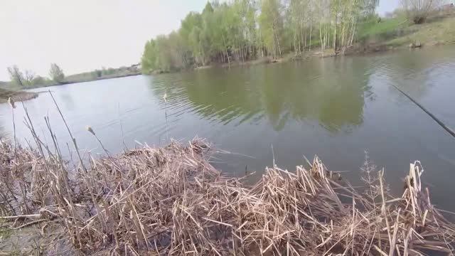 ЛОВЛЯ КАРАСЯ НА ДЕРЕВЕНСКОМ ПРУДУ. ВЕСЬ КАРАСЬ В КАМЫШЕ, ТАЩИТ В ТРАВУ ПОПЛАВОК