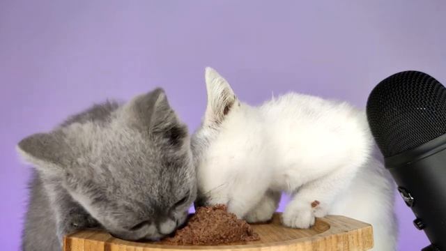 АСМР Кошачий мукбанг