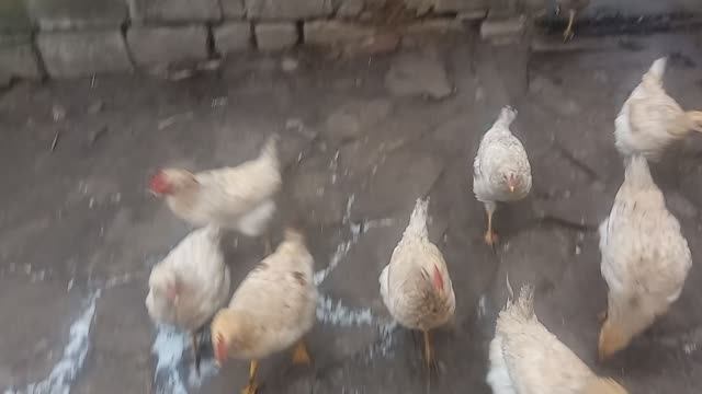 куры петухи дресерованыи))))