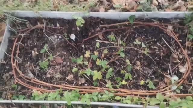 Виноград и многолетняя древесина. Формировка спиралью. Часть 2