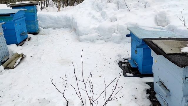 пришла весна, проблемы во всех семьях. чем обработать пчел от клеща весной.