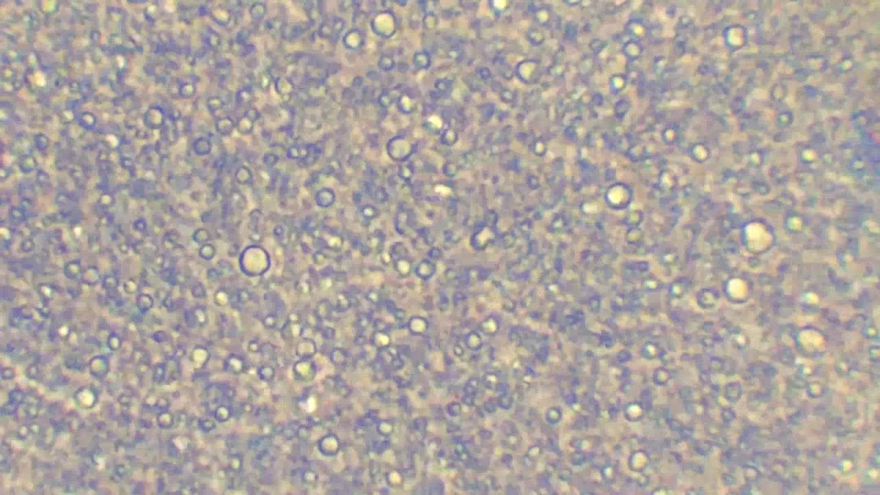 Молоко под микроскопом. Фазовый-контраст. | Milk under the microscope. Phase-contrast.